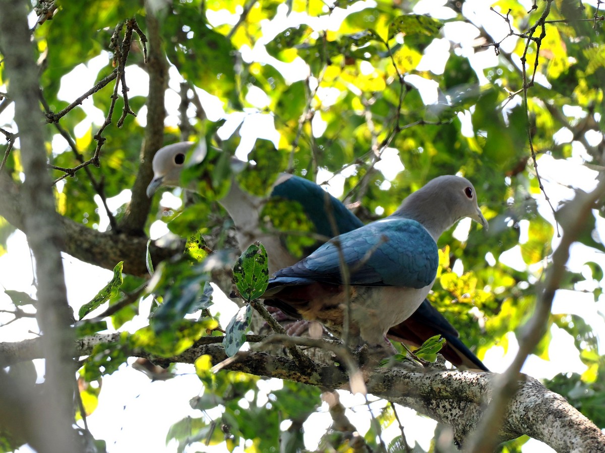 eBird Checklist - 19 Feb 2026 - Chinnar WLS, Tower - River Trek path ...
