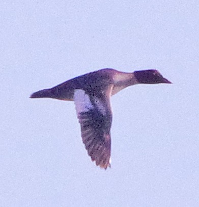 eBird Checklist - 1 Mar 2026 - Shenango Reservoir--Mahaney Public Use ...