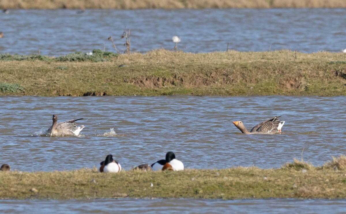 eBird Checklist - 2 Mar 2026 - Spurn Bird Observatory Recording Area ...