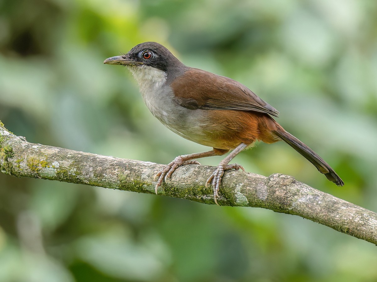 Wayanad Laughingthrush - Pterorhinus delesserti - Birds of the World