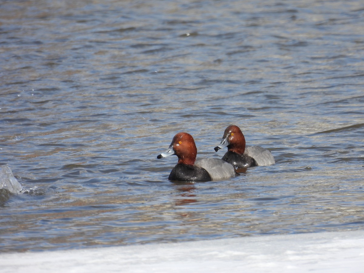 eBird Checklist - 1 Mar 2026 - Olcott Pier - 12 species