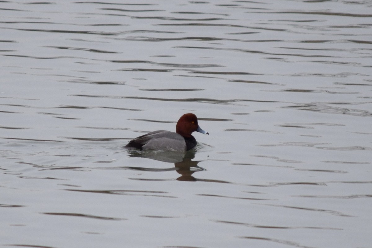 eBird Checklist - 14 Feb 2026 - Fernald Preserve--Lodge Pond - 15 species