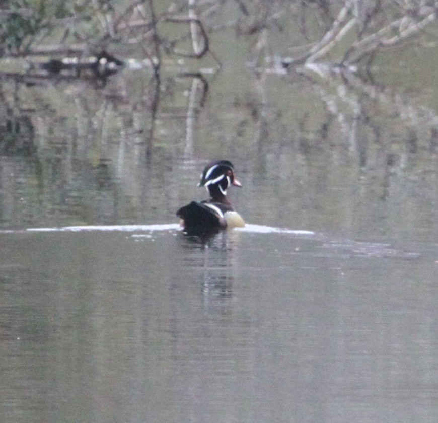 eBird Checklist - 3 Mar 2026 - Sampson's Landing (Restricted Access ...