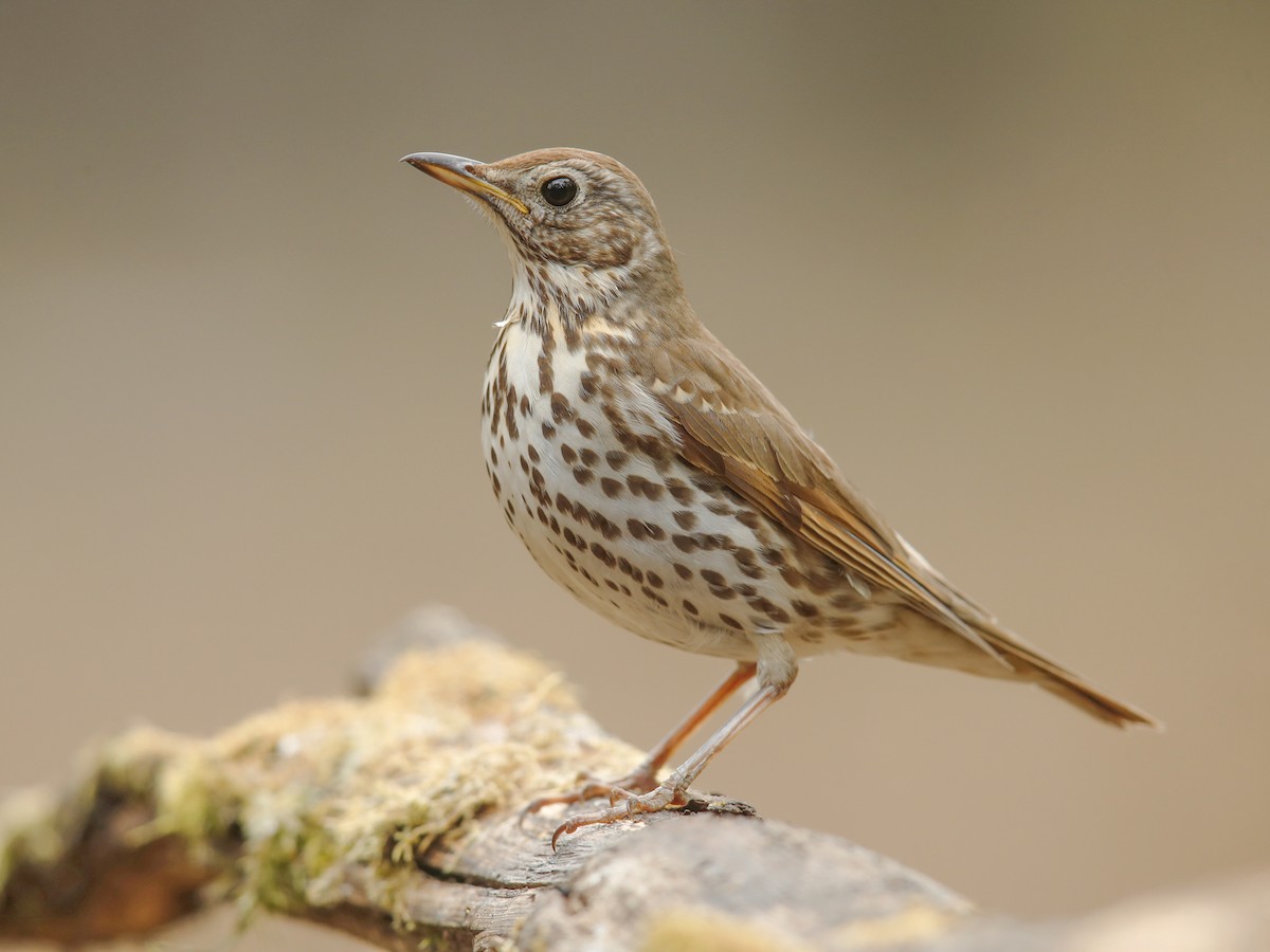 Song Thrush - Turdus philomelos - Birds of the World