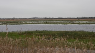 Otmoor RSPB Reserve, Oxfordshire, England, United Kingdom - eBird Hotspot
