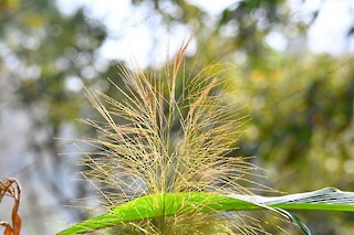 Mahananda WLS--Latpanchar, Darjeeling, West Bengal, India - eBird Hotspot