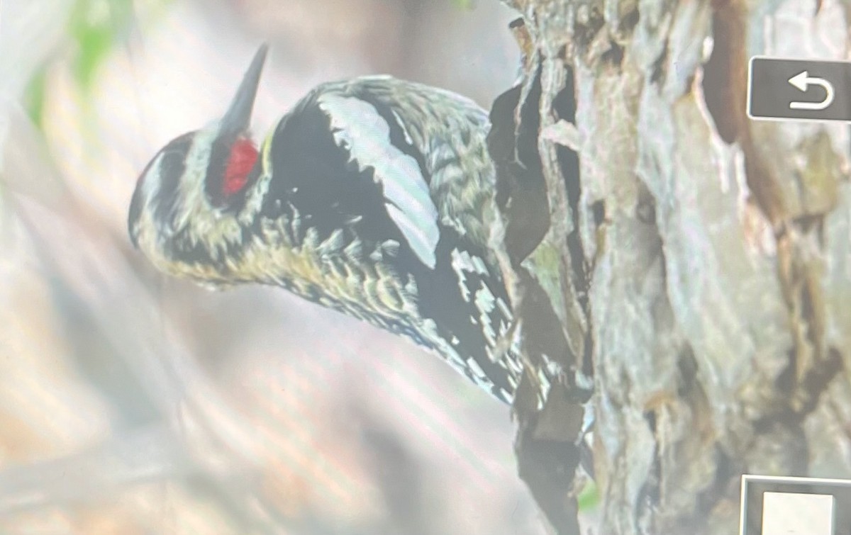 eBird Checklist - 7 Mar 2026 - Lake Skinner County Park - 62 species ...