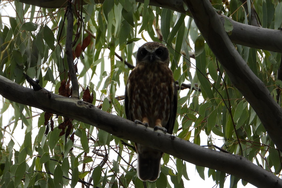 eBird Checklist - 8 Mar 2026 - Red Hill Road Area and Tingha Common ...