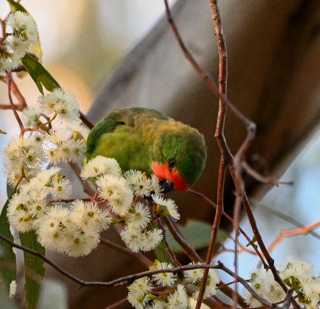 eBird Checklist - 8 Mar 2026 - Wallaby Way Bushland Reserve - 21 species
