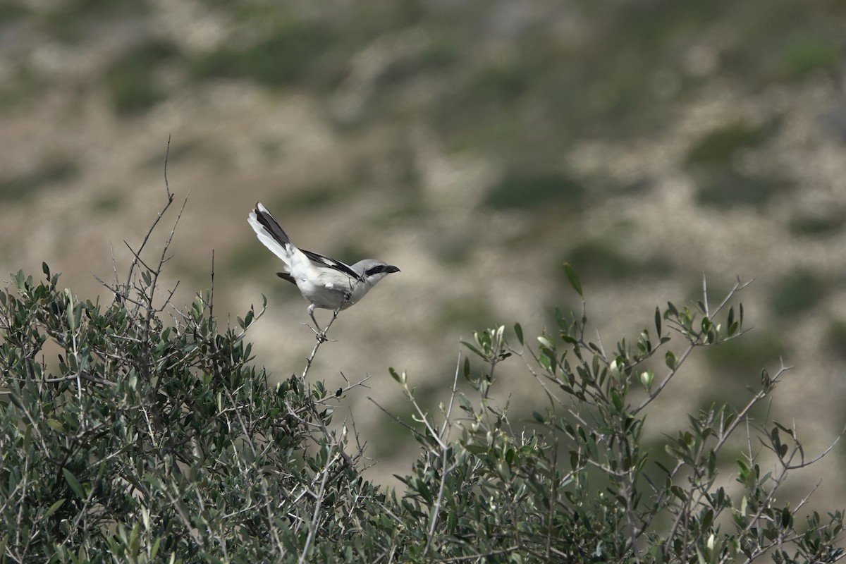 ML652415661 - Great Gray Shrike (Sahara) - Macaulay Library