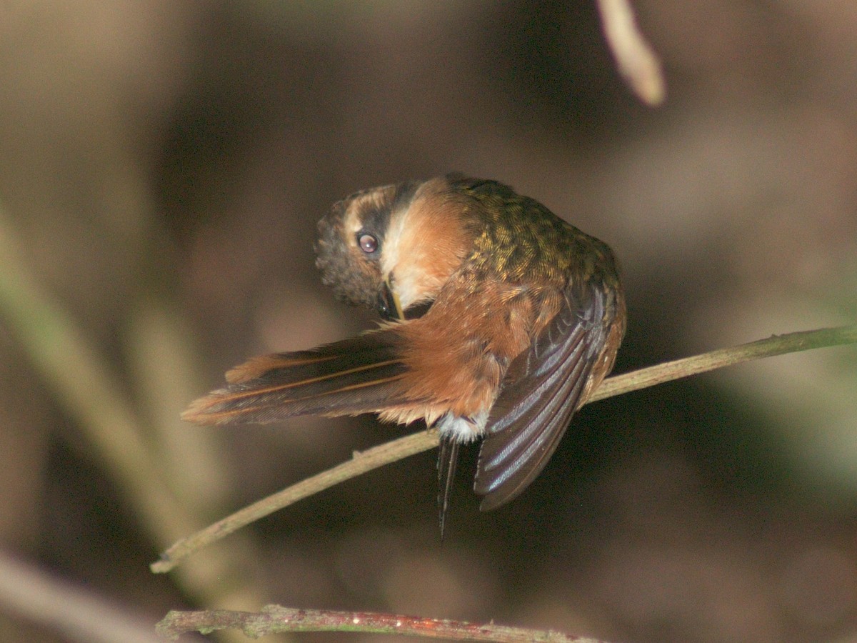 ML652446927 - Reddish Hermit - Macaulay Library