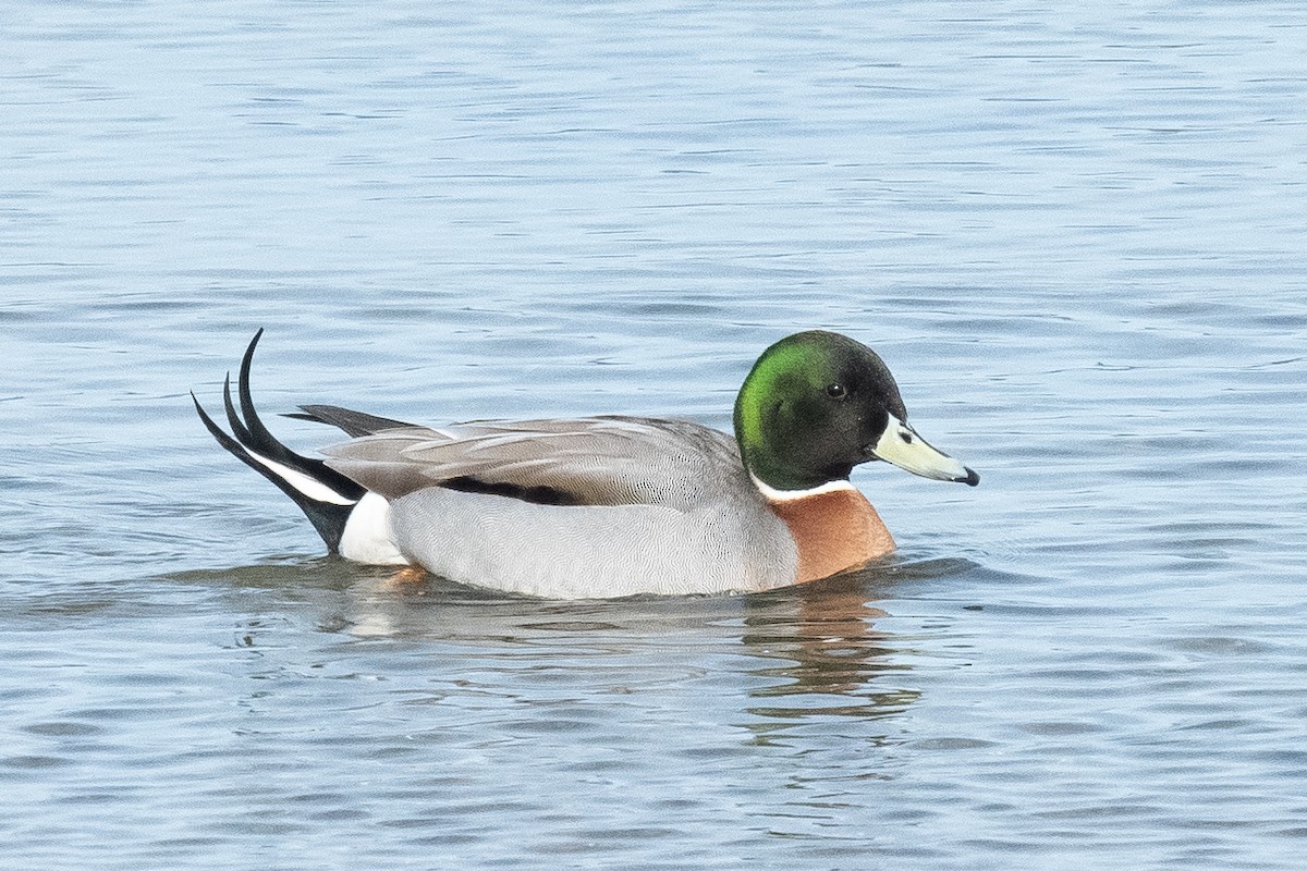 ML652481068 - Mallard x Northern Pintail (hybrid) - Macaulay Library