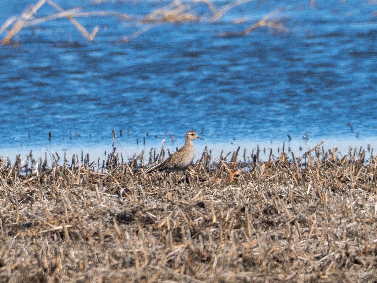eBird Checklist - 9 Mar 2026 - Schwartzwalder Rd. - 21 species