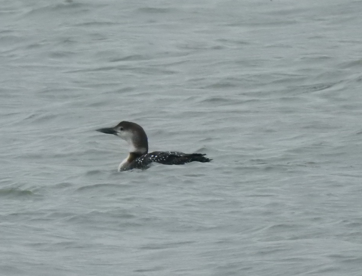 eBird Checklist - 10 Mar 2026 - Ray Roberts Lake SP--Isle du Bois (PPW ...