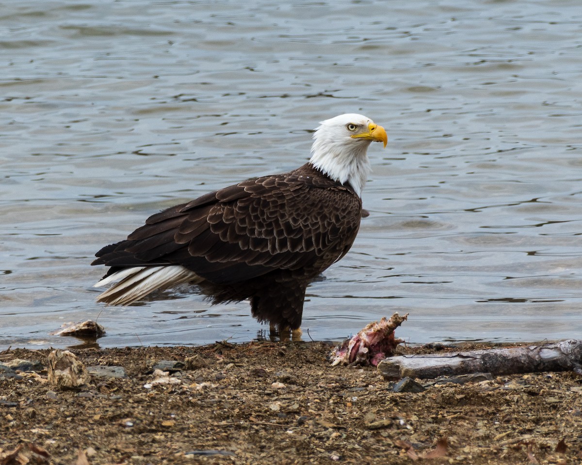 Pennsylvania Bird Atlas Checklist - 11 Mar 2026 - Long Arm Reservoir ...