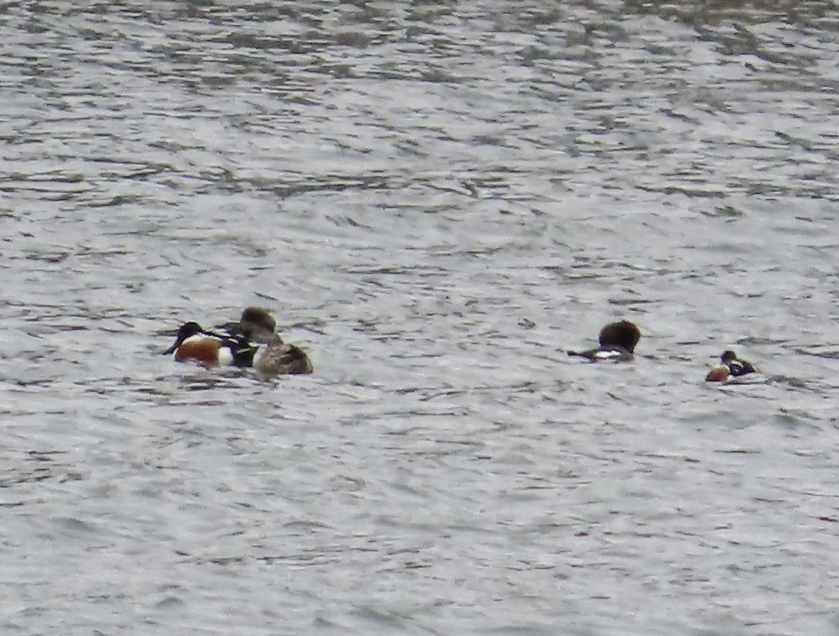 Pennsylvania Bird Atlas Checklist - 12 Mar 2026 - Lake Carey - 27 species