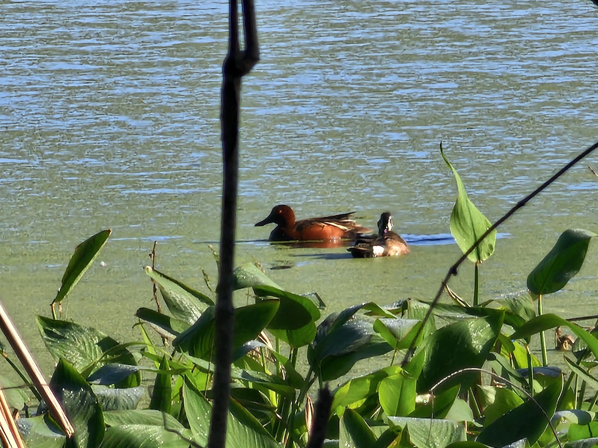 eBird Checklist - 13 Mar 2026 - El Franco Lee Park - 35 species