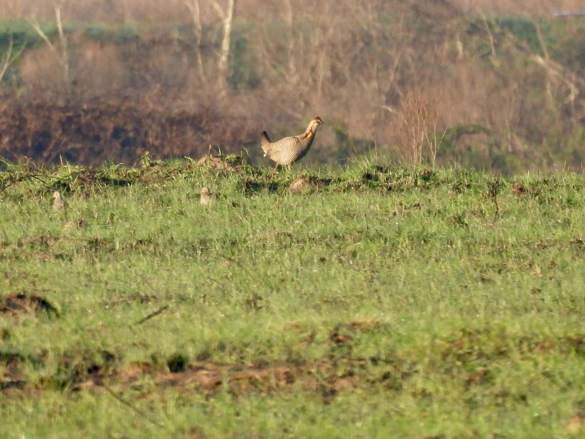 eBird Checklist - 13 Mar 2026 - Attwater Prairie Chicken NWR (CTC 004 ...