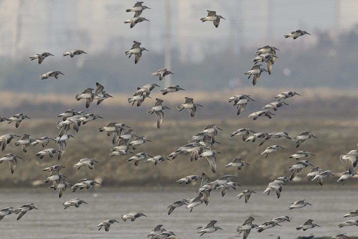 eBird Checklist - 19 Feb 2026 - Pak Thale Nature Reserve--DMCR salt ...