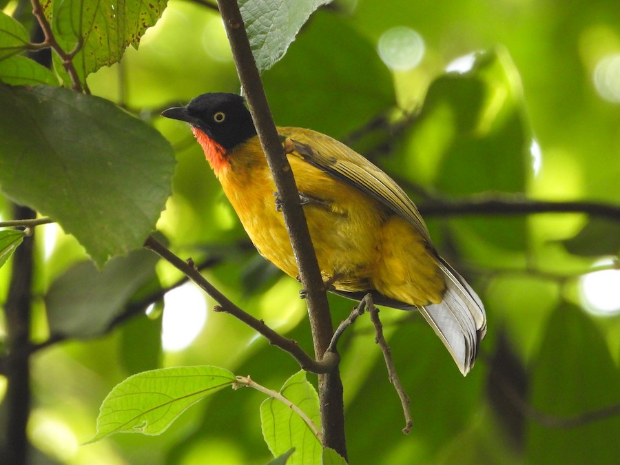 Ruby-throated Bulbul (Yellow-eyed) - eBird