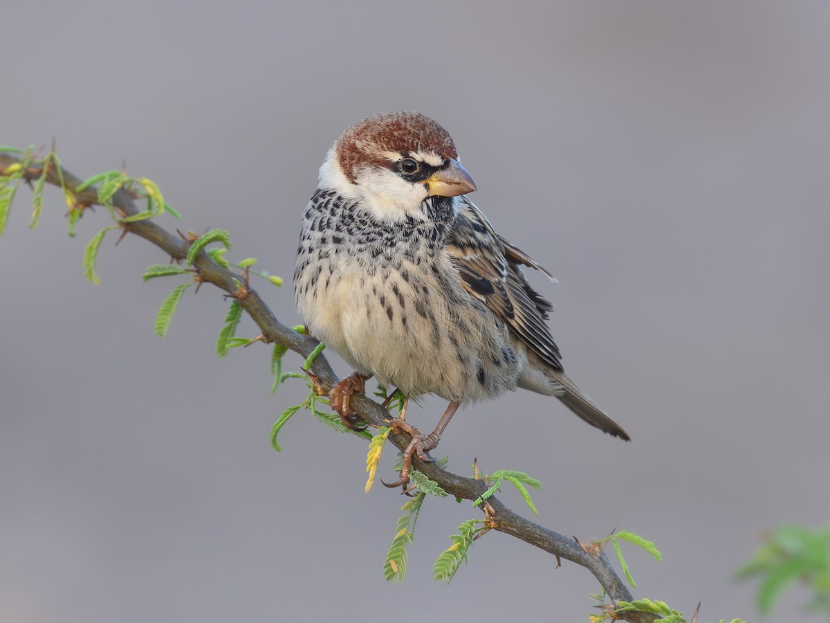 Spanish Sparrow - Passer hispaniolensis - Birds of the World