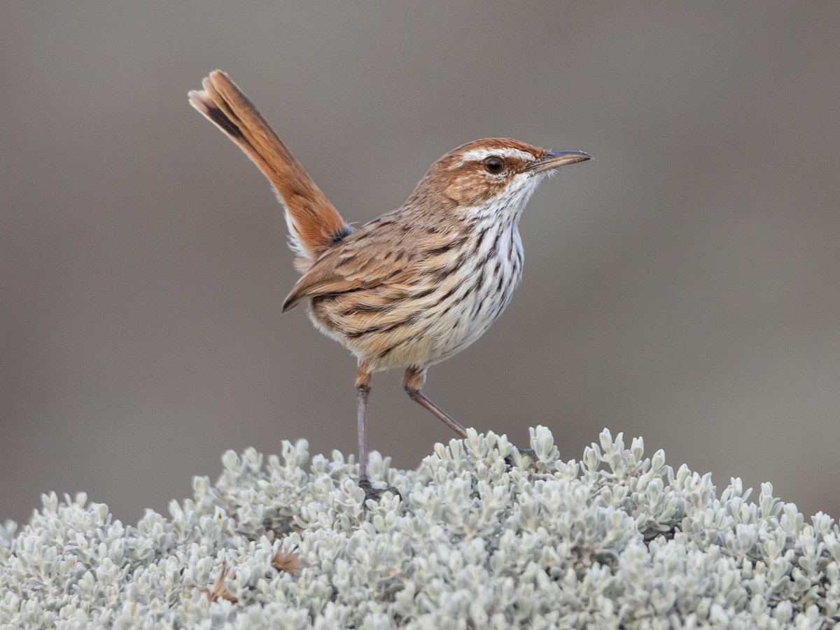 Rufous Fieldwren - Calamanthus campestris - Birds of the World