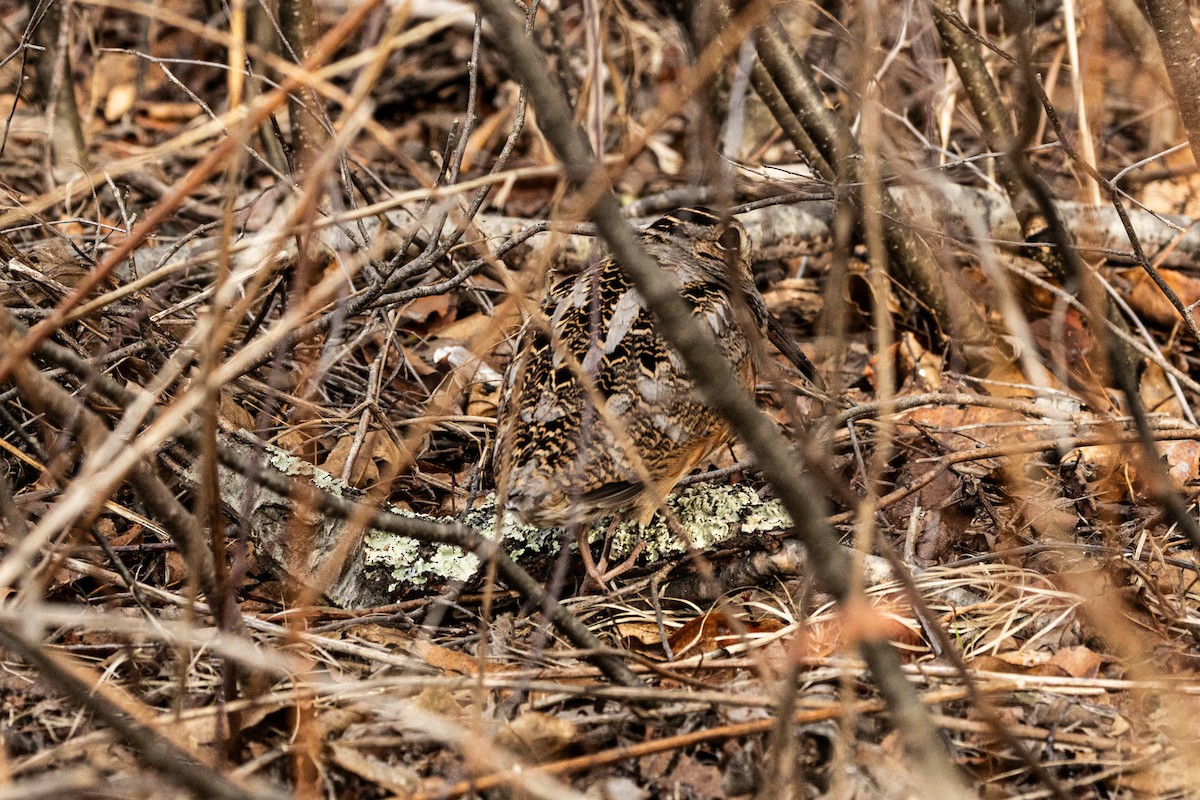 eBird Checklist - 15 Mar 2026 - Parker River NWR--Hellcat Dike - 8 species