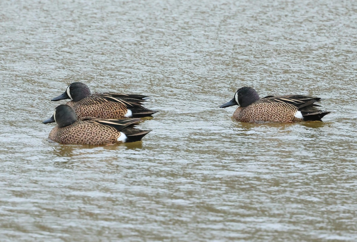 eBird Checklist - 16 Mar 2026 - Lake Tomahawk - 8 species