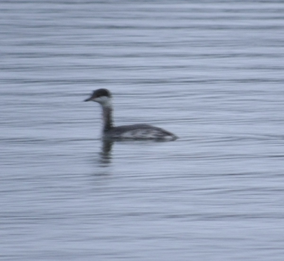 eBird Checklist - 16 Mar 2026 - Blue Marsh Lake SRA--State Hill Boat ...