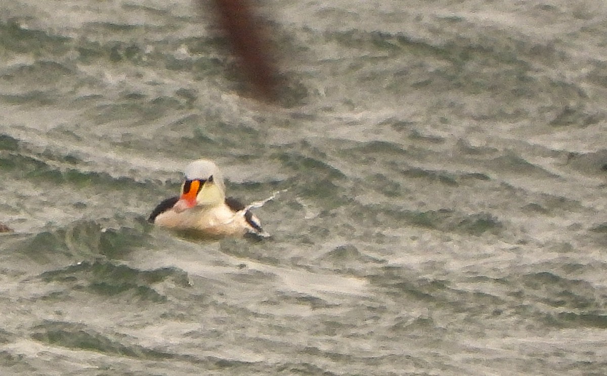eBird Checklist - 17 Mar 2026 - Sandwich Marina - 19 species
