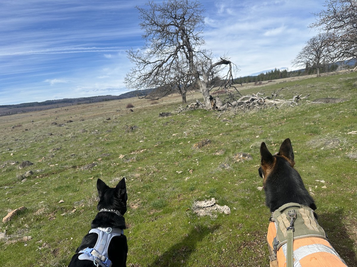 White River Wildlife Area--Smock Prairie - Wasco, Oregon, US - Birding ...