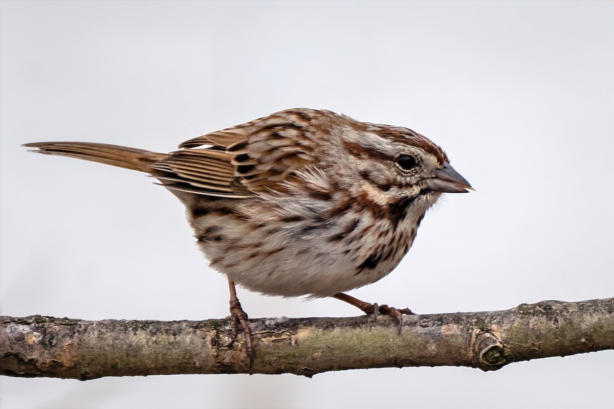 Pennsylvania Bird Atlas Checklist - 19 Mar 2026 - Struble Lake - 15 species
