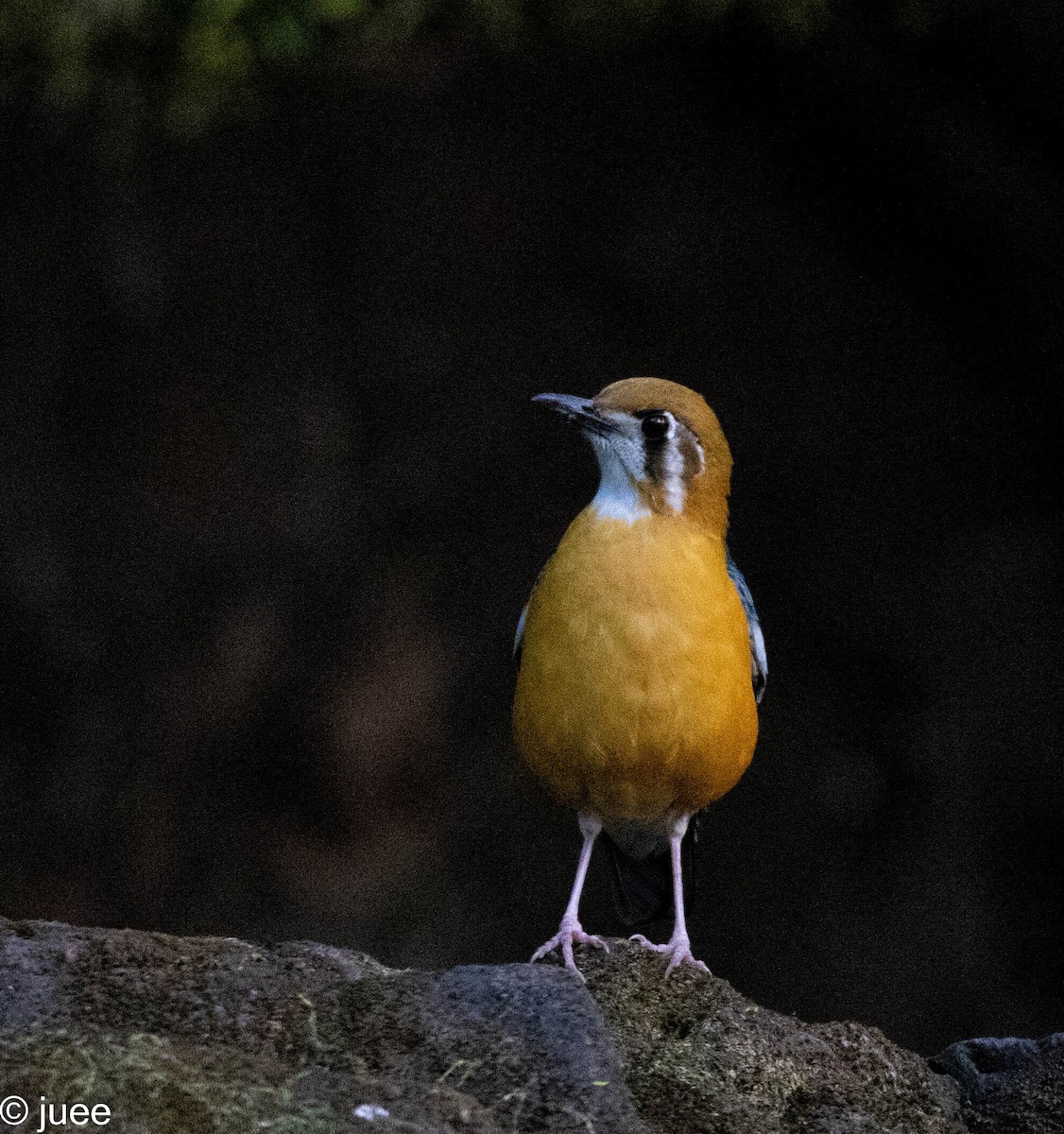 ML653136047 - Orange-headed Thrush - Macaulay Library