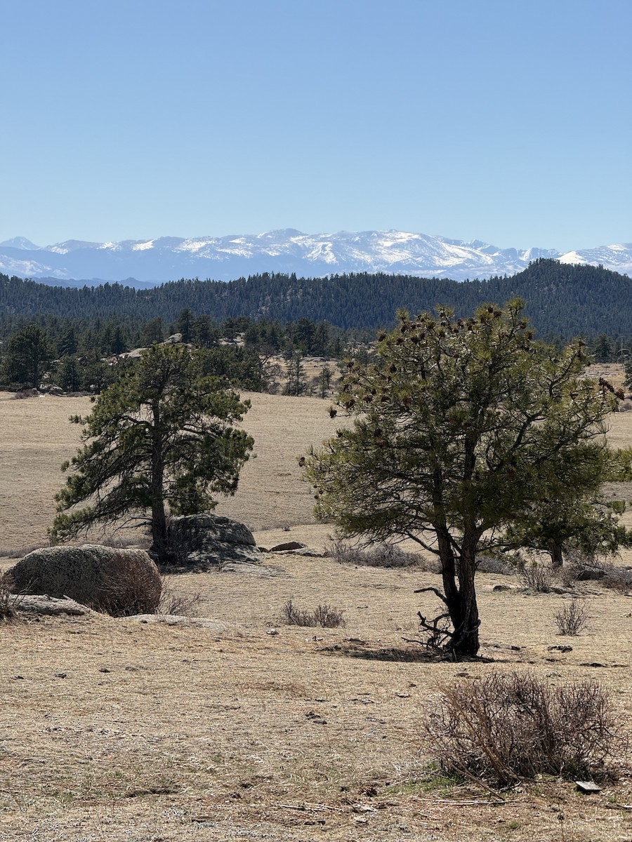 eBird Checklist - 21 Mar 2026 - Logan Ranch Rd. - 7 species