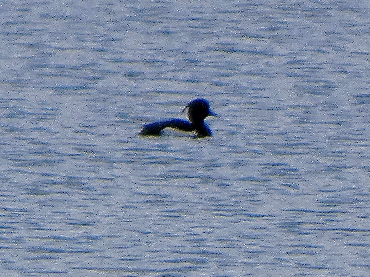 eBird Checklist - 21 Mar 2026 - McCuen Slang - 12 species