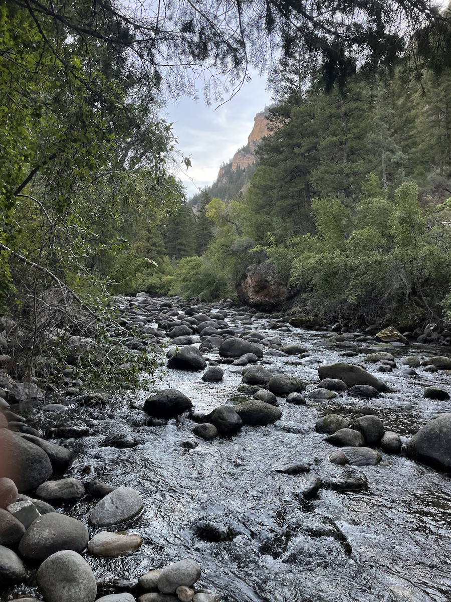 eBird Checklist - 10 Sep 2024 - Tensleep Canyon--Leigh Creek Campground ...