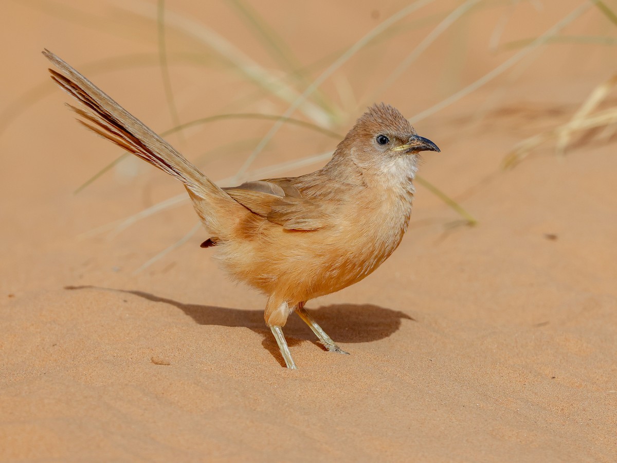 Fulvous Chatterer - Argya fulva - Birds of the World