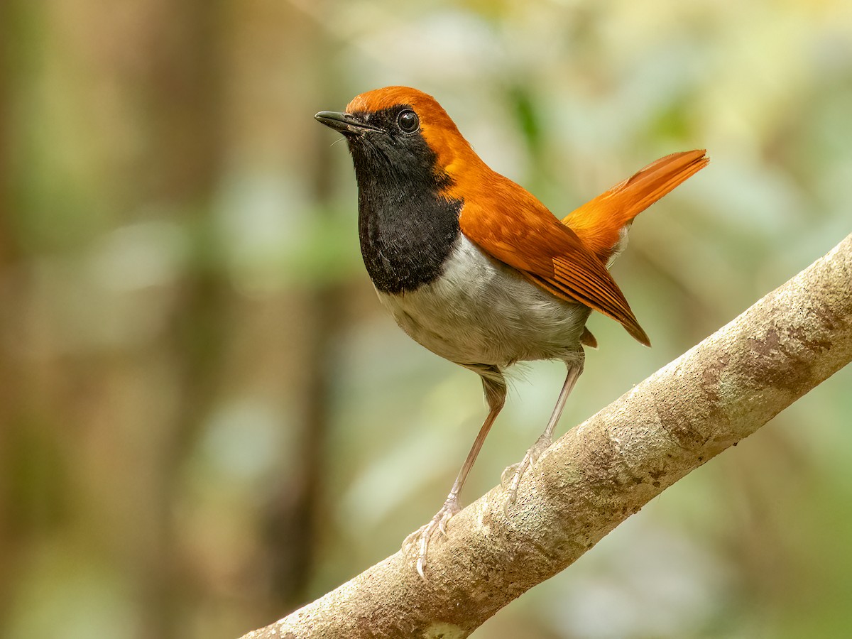 Okinawa Robin - Larvivora namiyei - Birds of the World