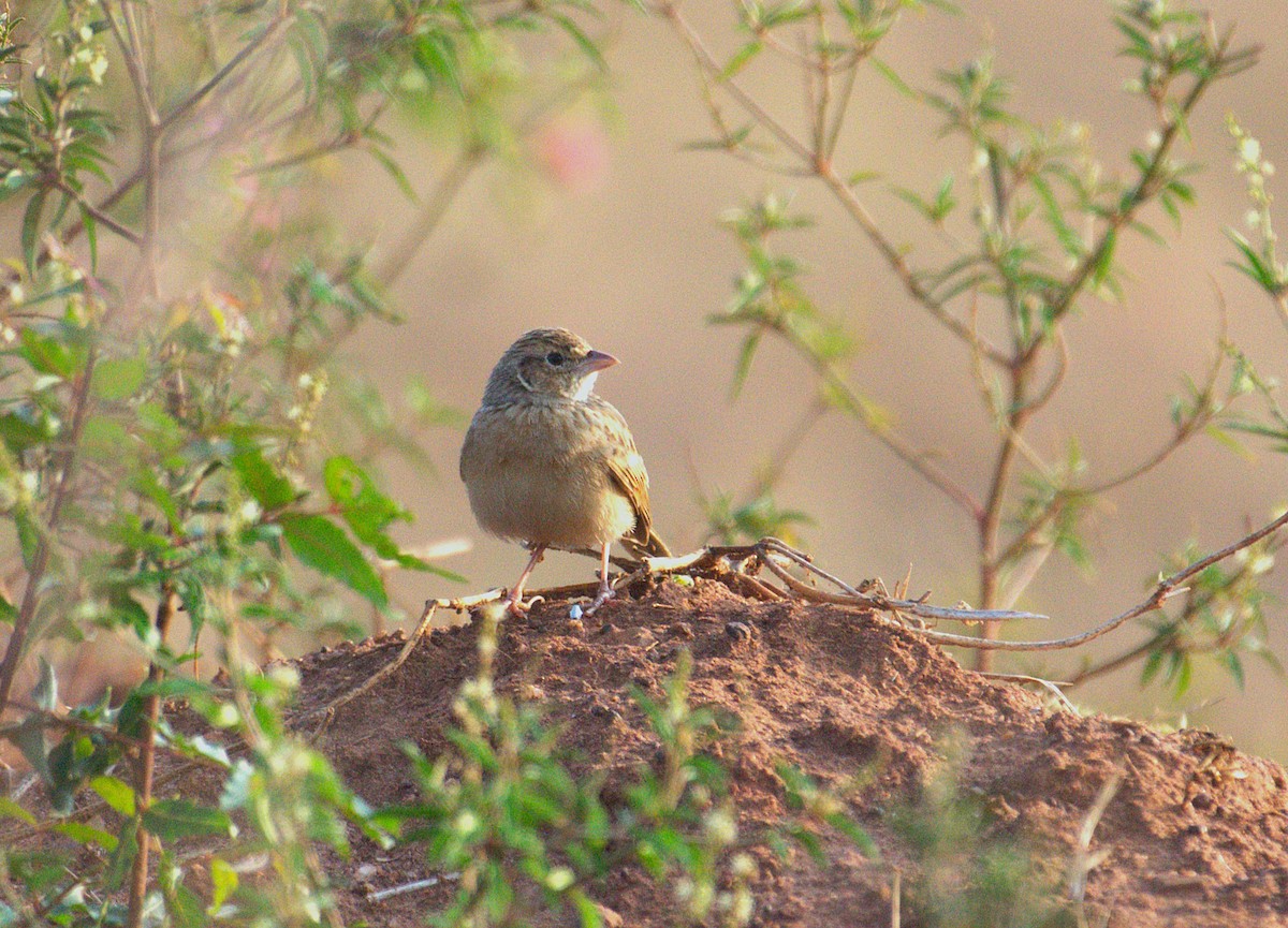 ML653262048 - Singing Bushlark (Singing) - Macaulay Library