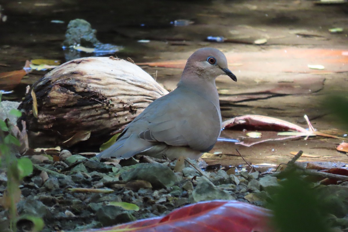 eBird Checklist - 21 Mar 2026 - Kabouterbos Public Park - 12 species