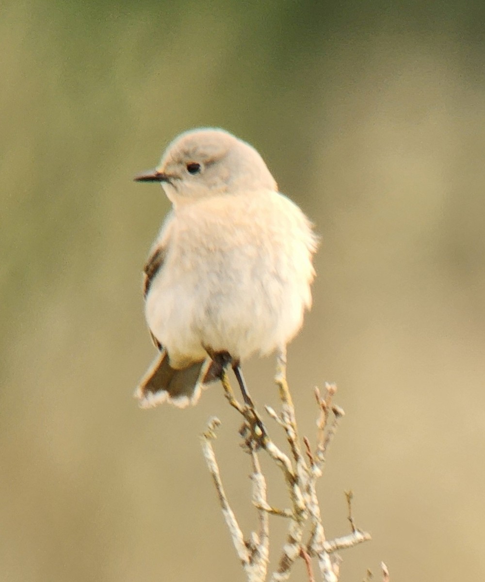 eBird Checklist - 23 Mar 2026 - Mima Mounds Natural Area - 17 species