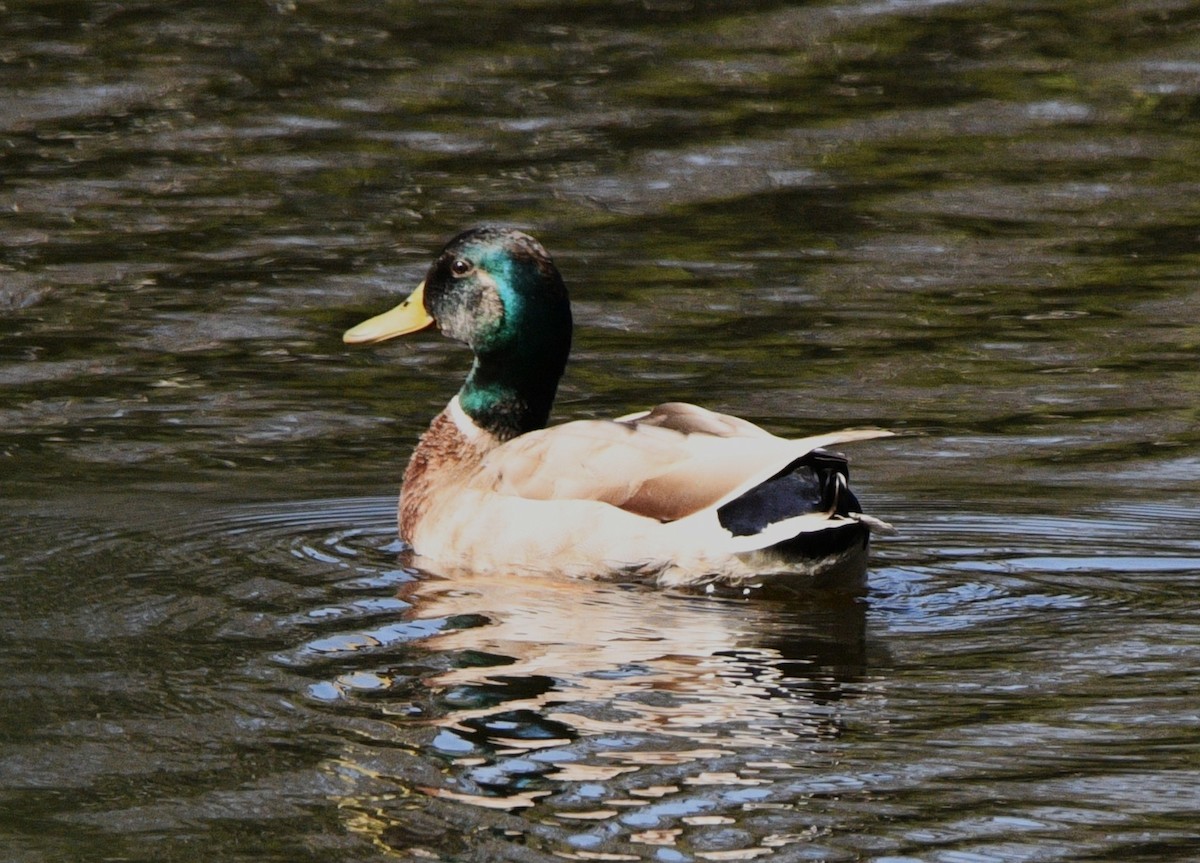 eBird Checklist - 15 Mar 2026 - Home, Kitty Hawk Bay Dr., Colington ...