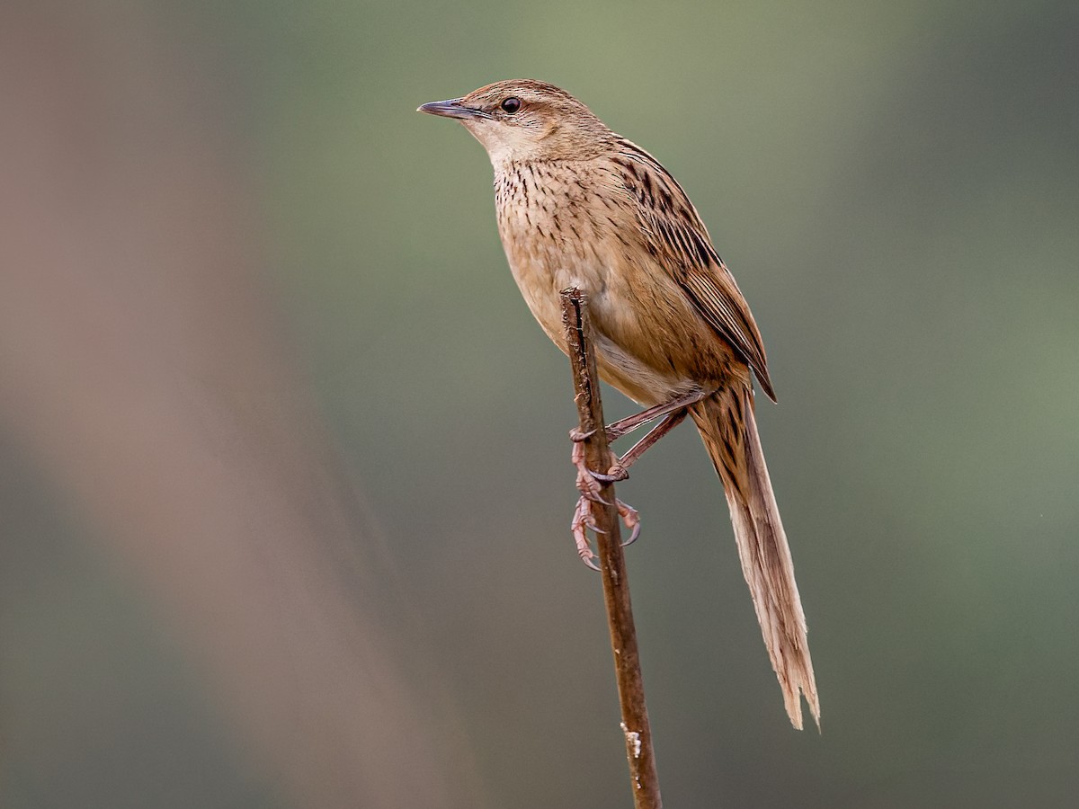 Striated Grassbird - Megalurus palustris - Birds of the World