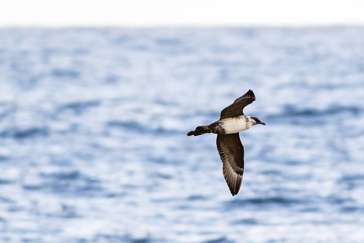 eBird Checklist - 22 Mar 2026 - Westport pelagic--Willapa Canyon ...