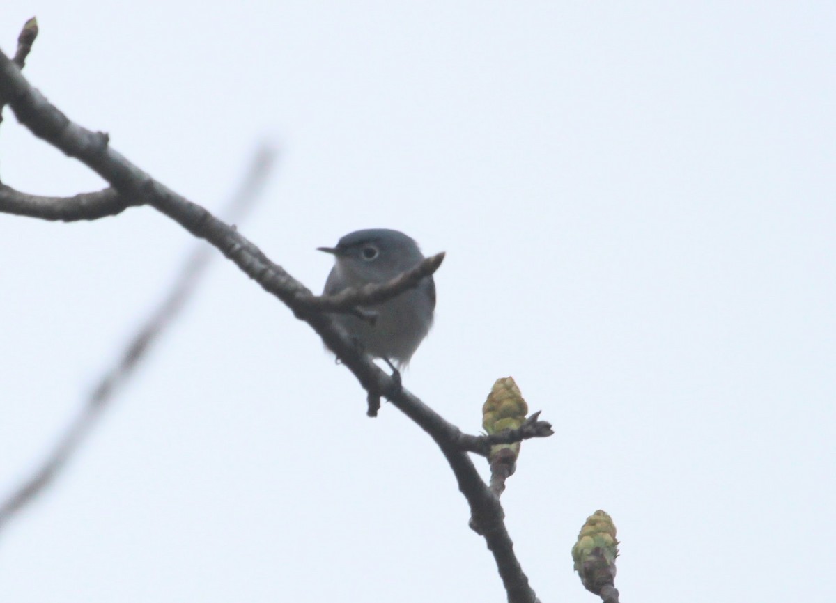 eBird Checklist - 24 Mar 2026 - 26 Commerce Drive, Pembroke, North ...