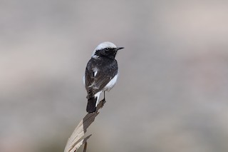 Maghreb Wheatear - eBird