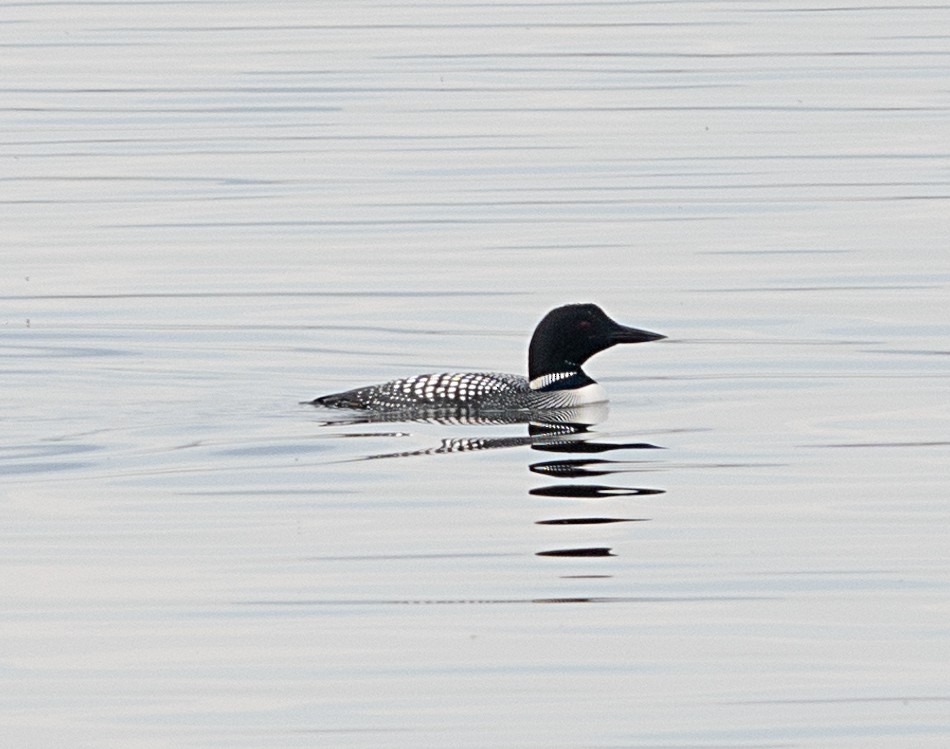 eBird Checklist - 24 Mar 2026 - Barr Lake SP--boat ramp area - 19 species