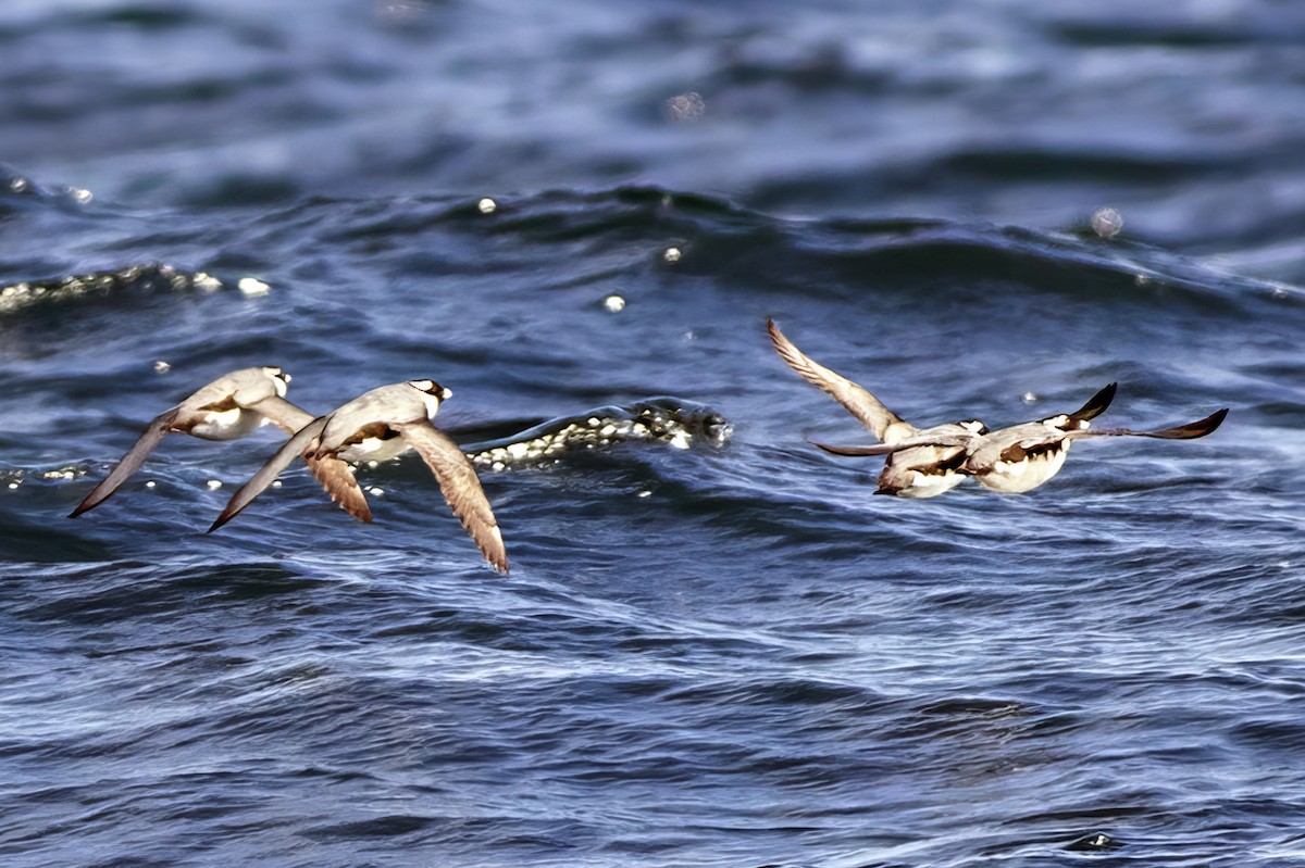 eBird Checklist - 22 Mar 2026 - Westport pelagic--Offshore waters - 10 ...