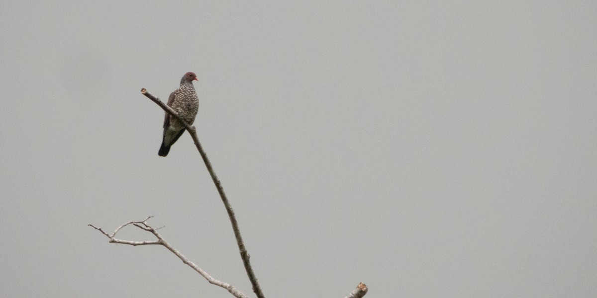 eBird Checklist - 17 Mar 2026 - Dúrika--entrance road (last 3.5 km ...