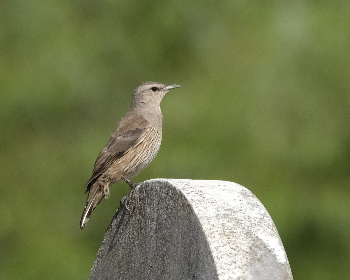 eBird Checklist - 24 Feb 2026 - Newstead Cemetery - 30 species